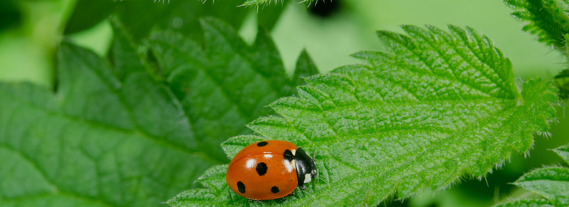 PAPA - Pesticide Applicators Professional Association
